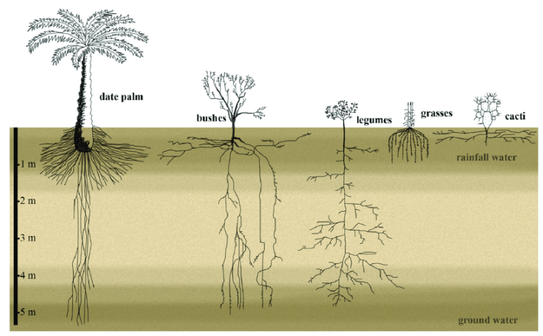 How Deep Do Date Palm Tree Roots Grow? Root System Guide