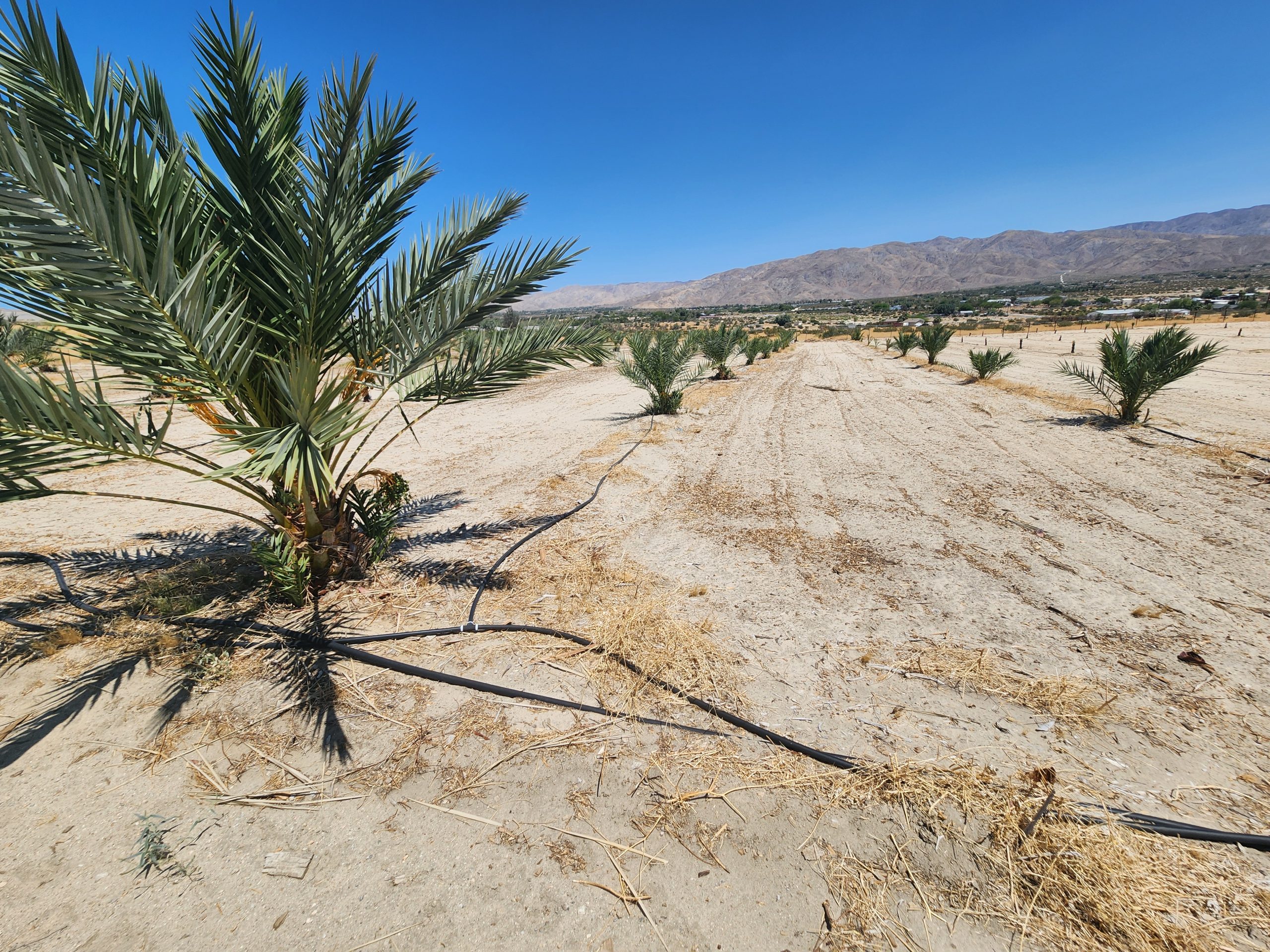 Date Farm - Desert Sun Dates