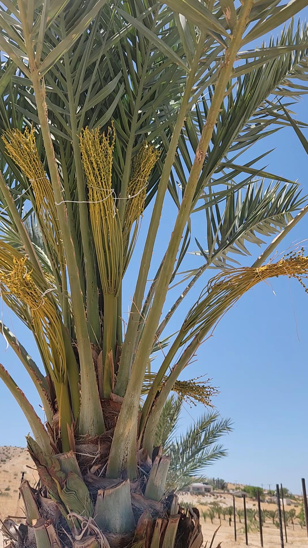 Date Farm - Desert Sun Dates